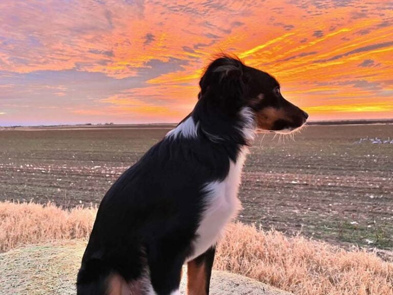 Prickly Pear Veterinary Hospital | Veterinarian in San Angelo, TX