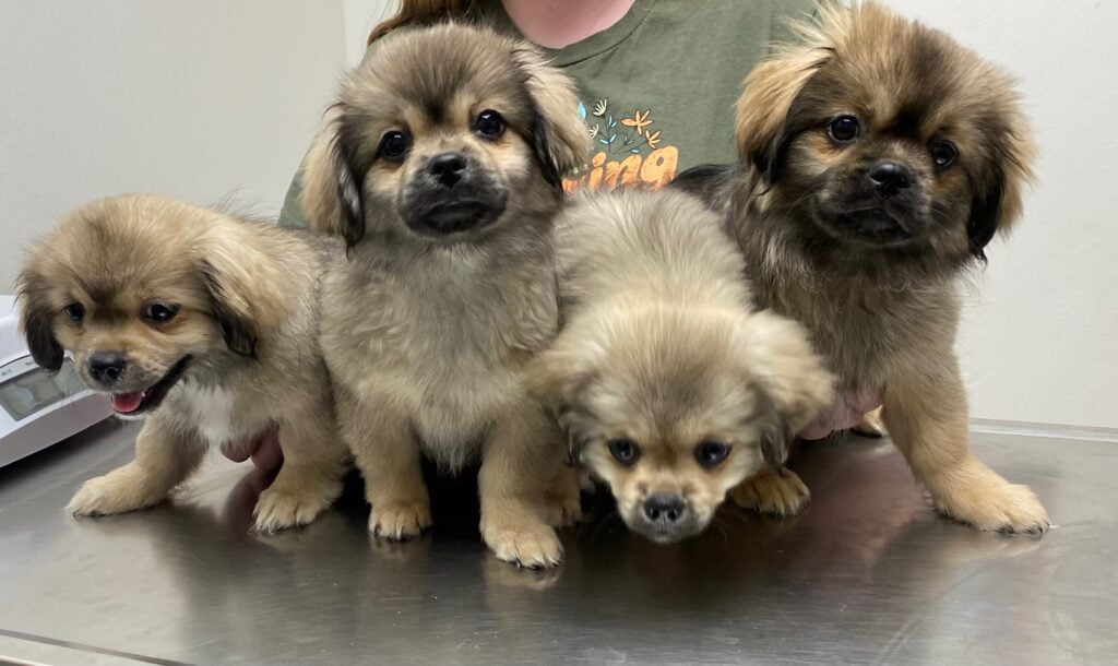 Cat and Dog Vaccinations in San Angelo, TX