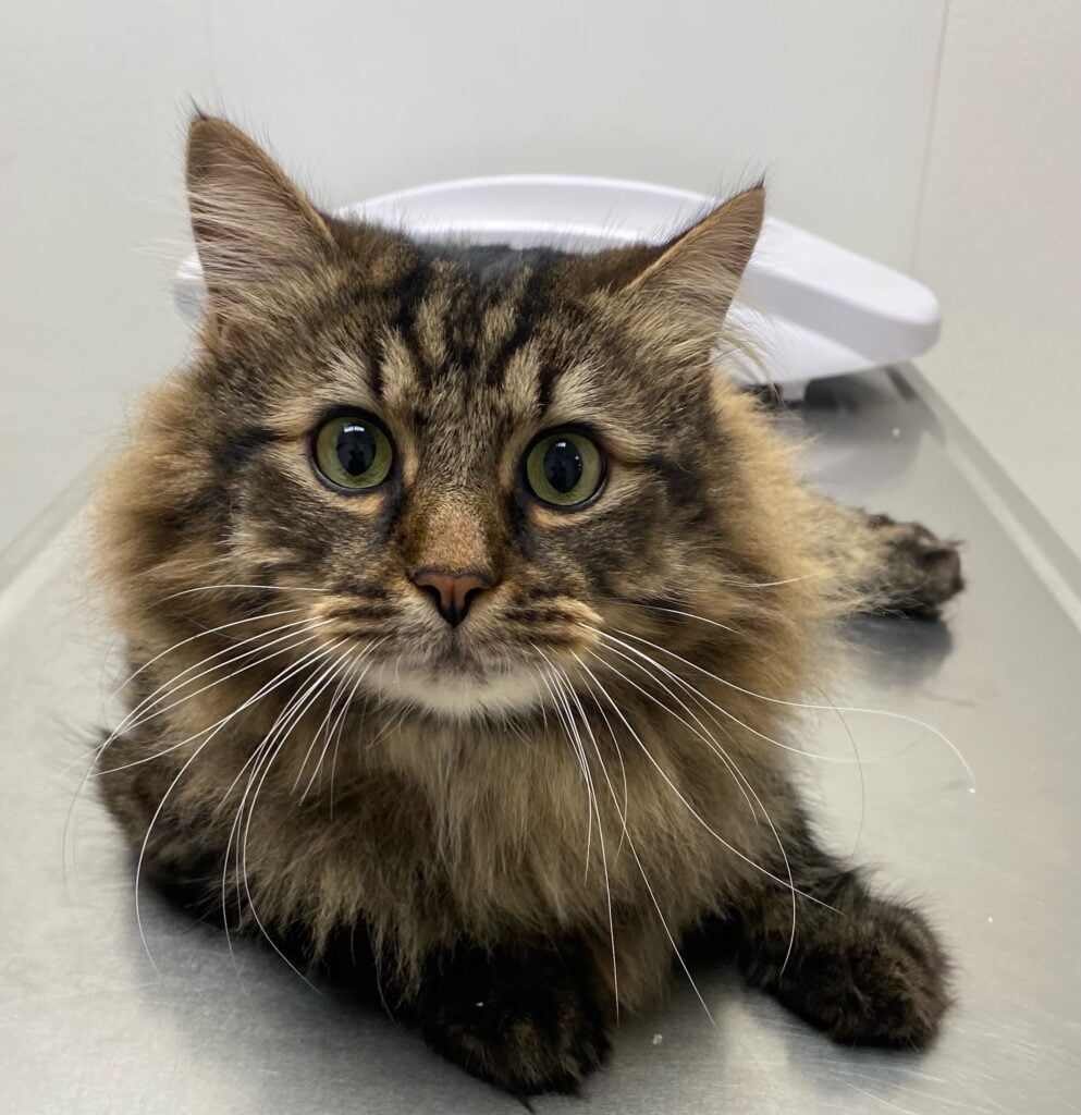 Services - Prickly Pear Veterinary Hospital